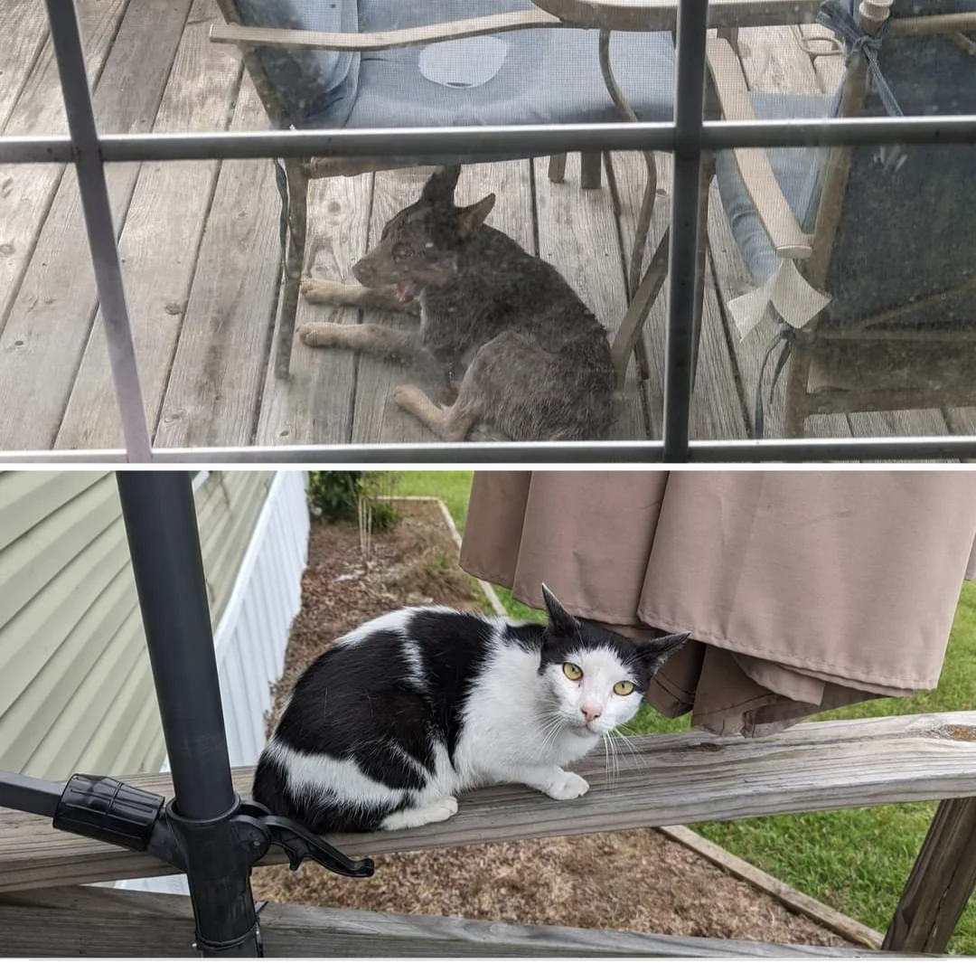 Adorable due | Scrolller