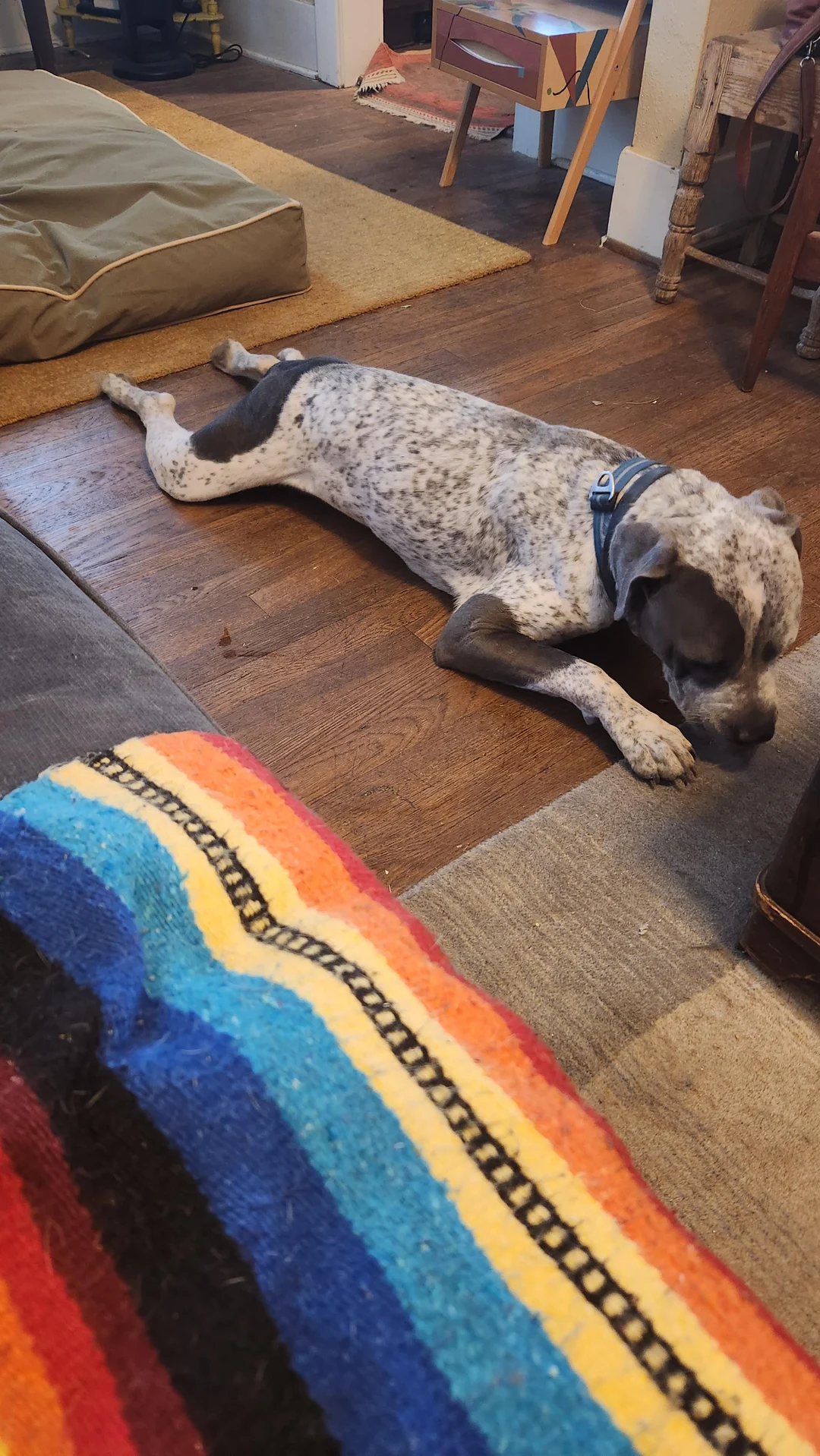 Pete sploot | Scrolller