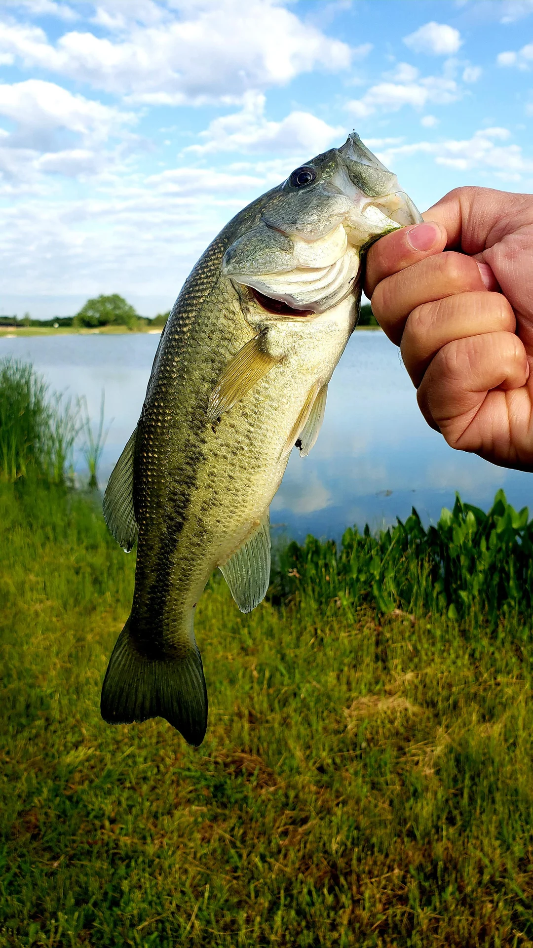 Roll that beautiful bass footage | Scrolller