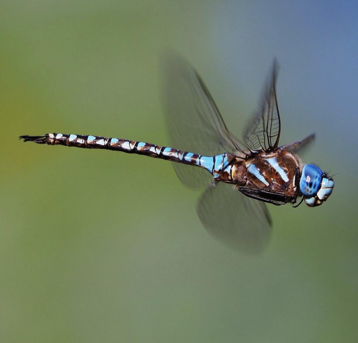 Managed to get a photo of a dragonfly in flight | Scrolller