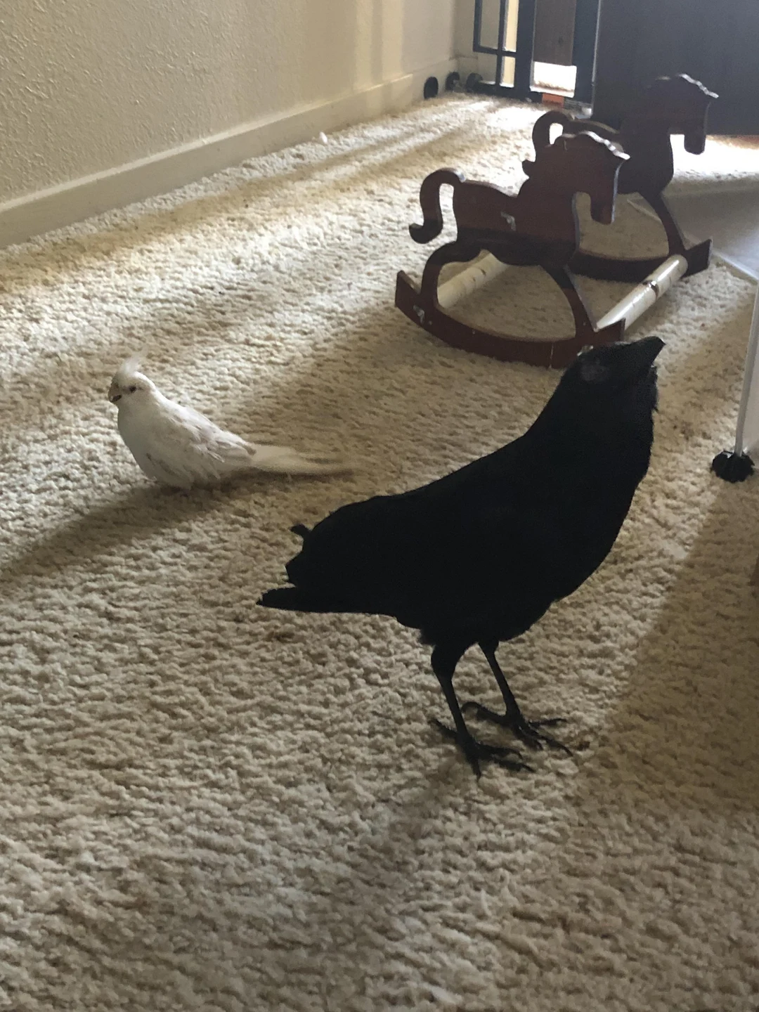 Archie is quite in love with our blind crow. | Scrolller