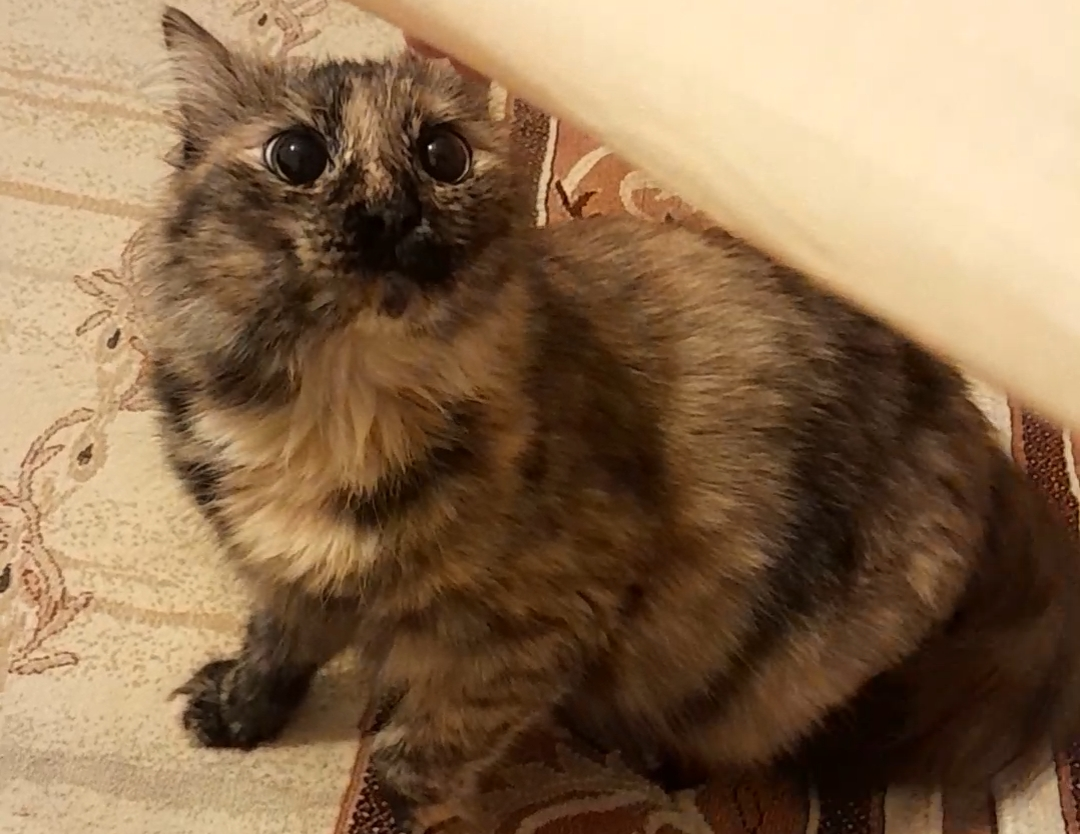 0.1 seconds before disaster | Scrolller