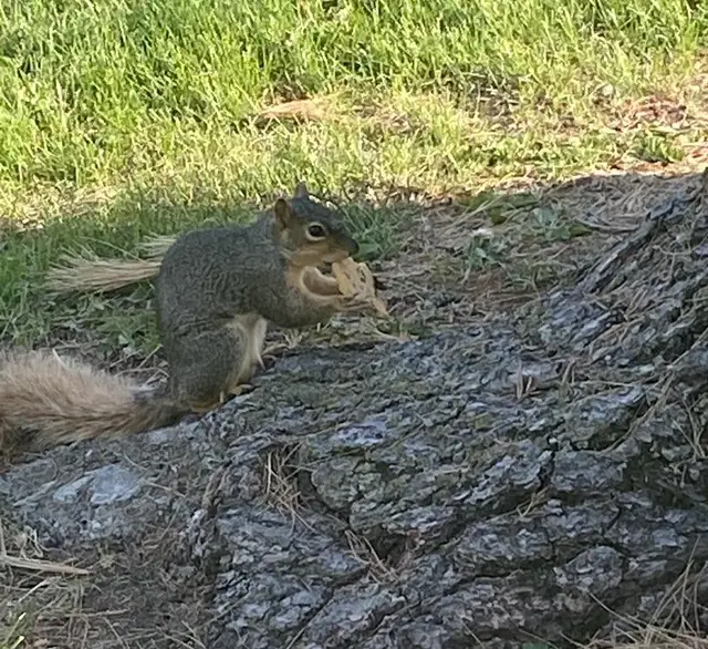 I took this pic of a Squirrel eating a cookie on campus the day before I graduated college ...