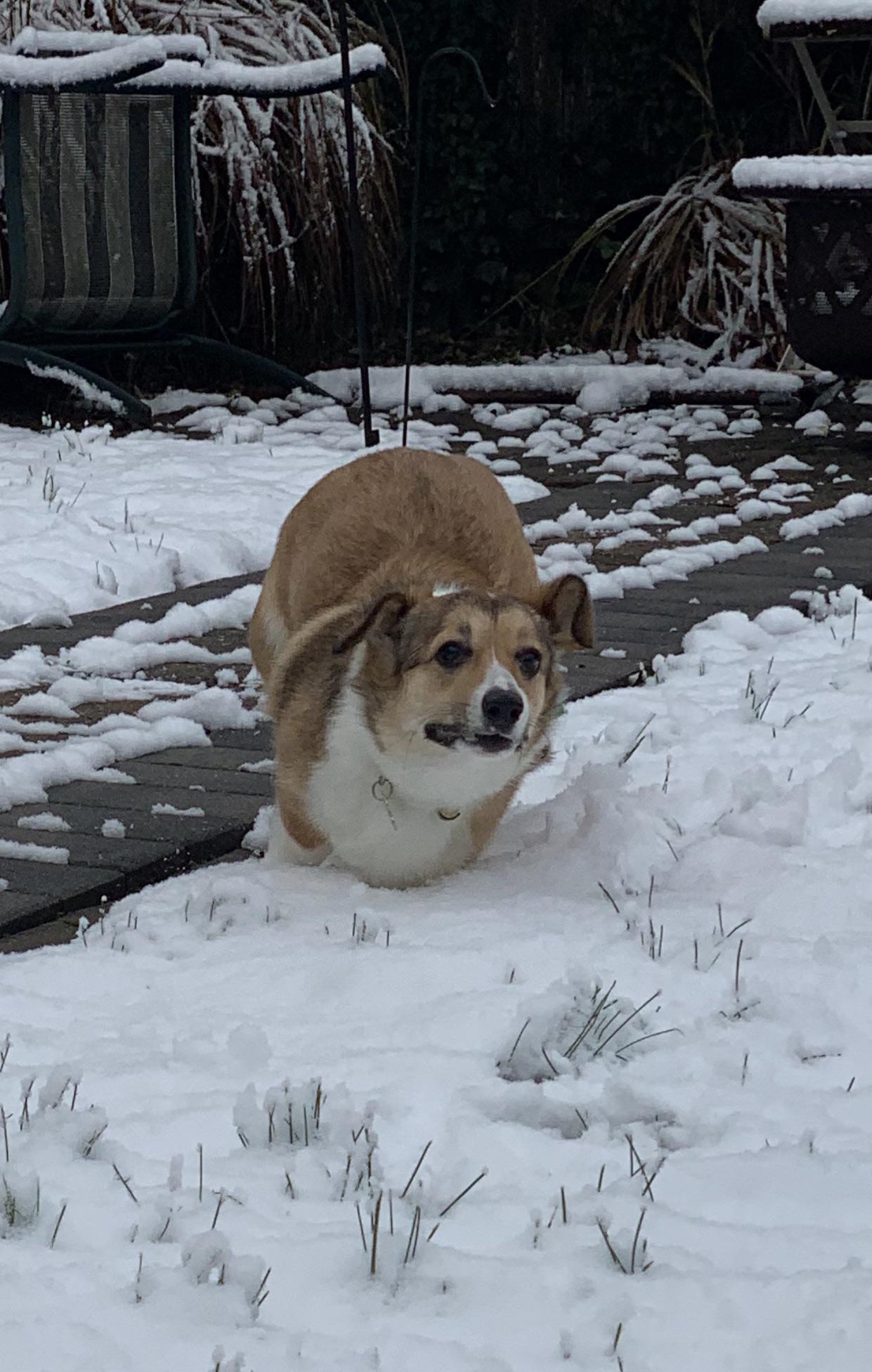 Show me your derpy corgi pics. This is one of many of Lola…she was tripping in the snow ️ ...
