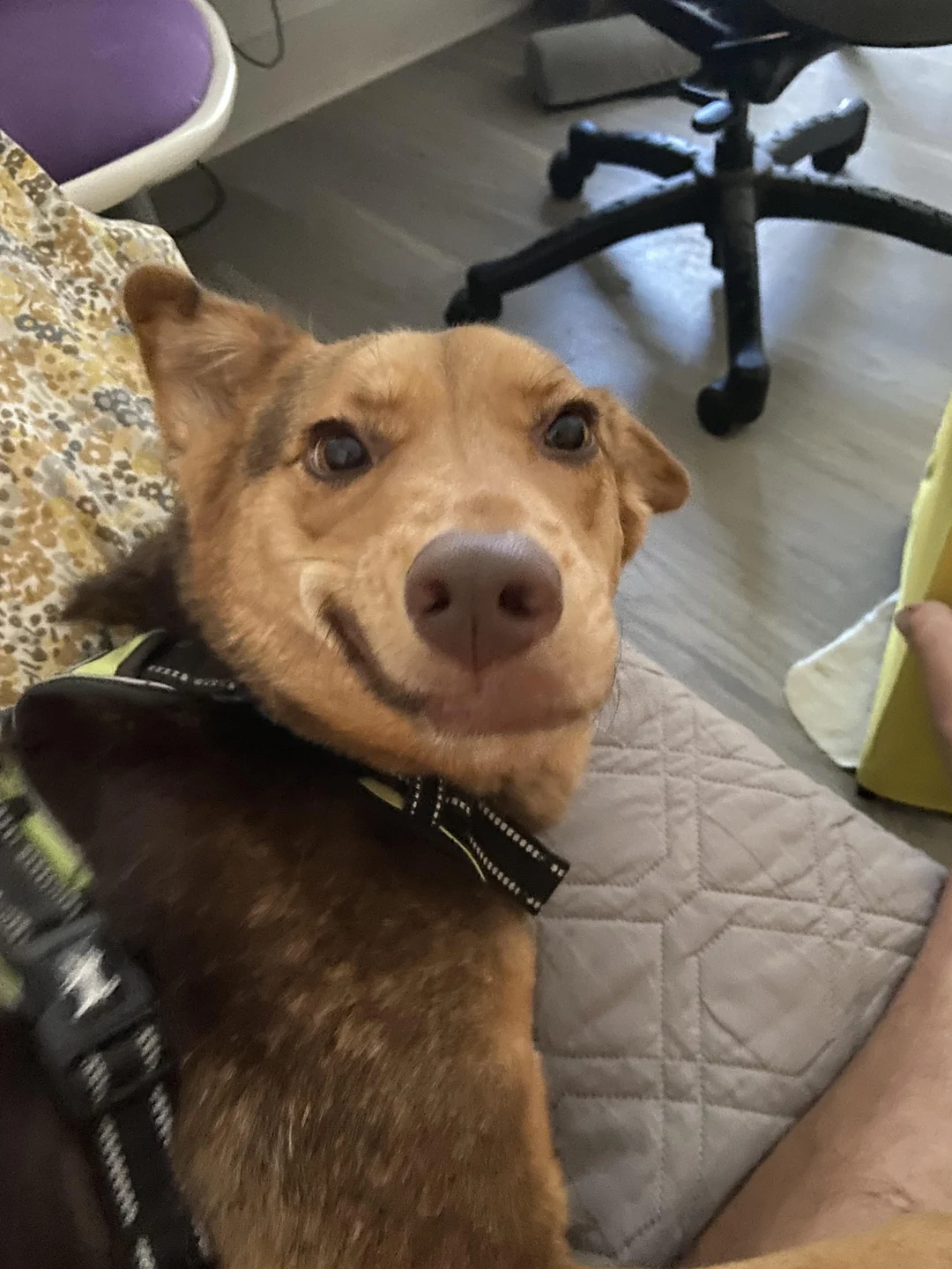 Standard issue back scratch grin | Scrolller