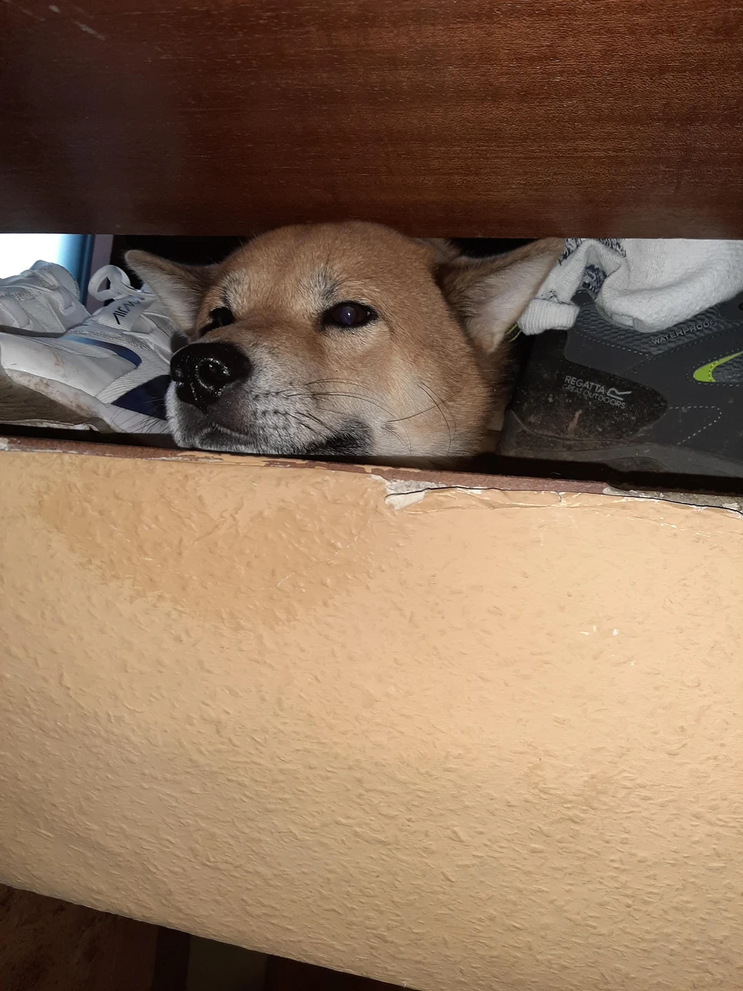 My shiba almost got his head stuck | Scrolller