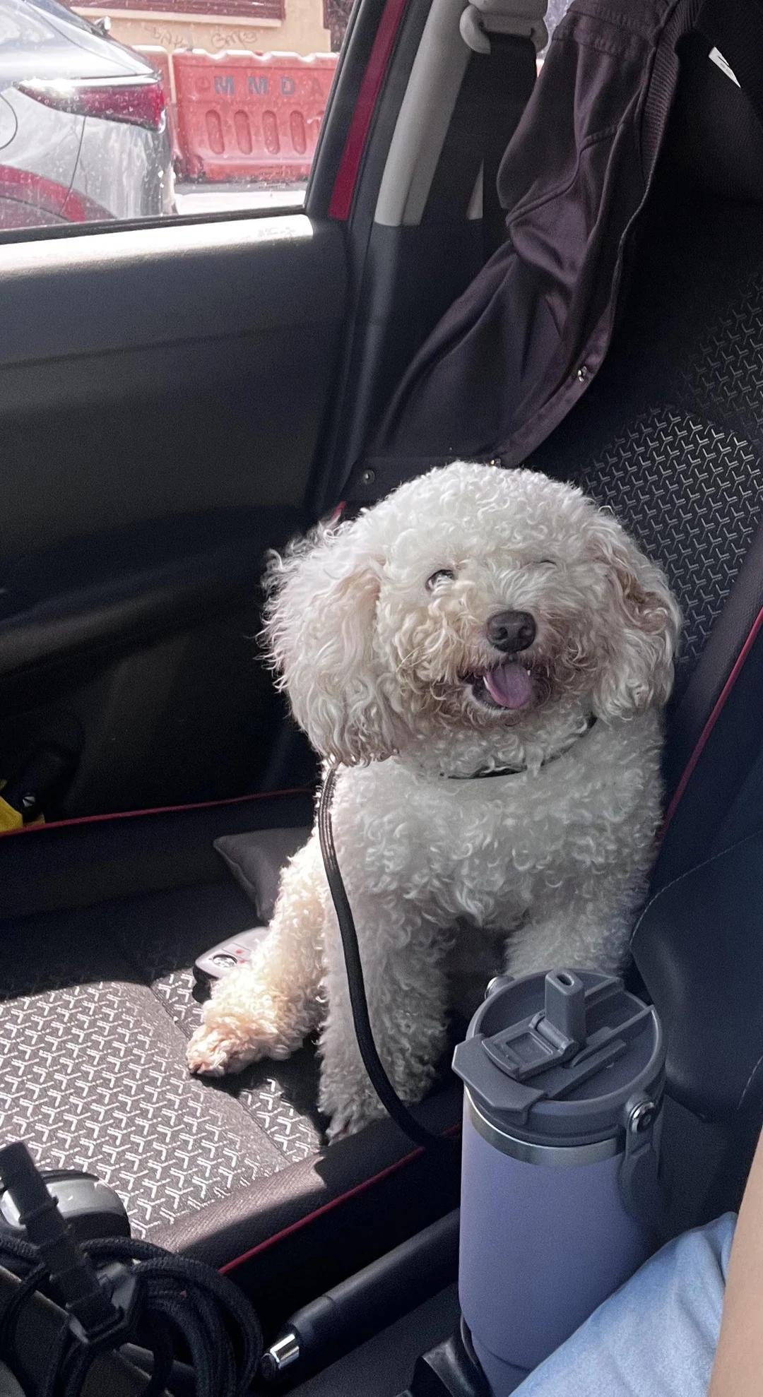 My Passenger Prince 🐶 | Scrolller