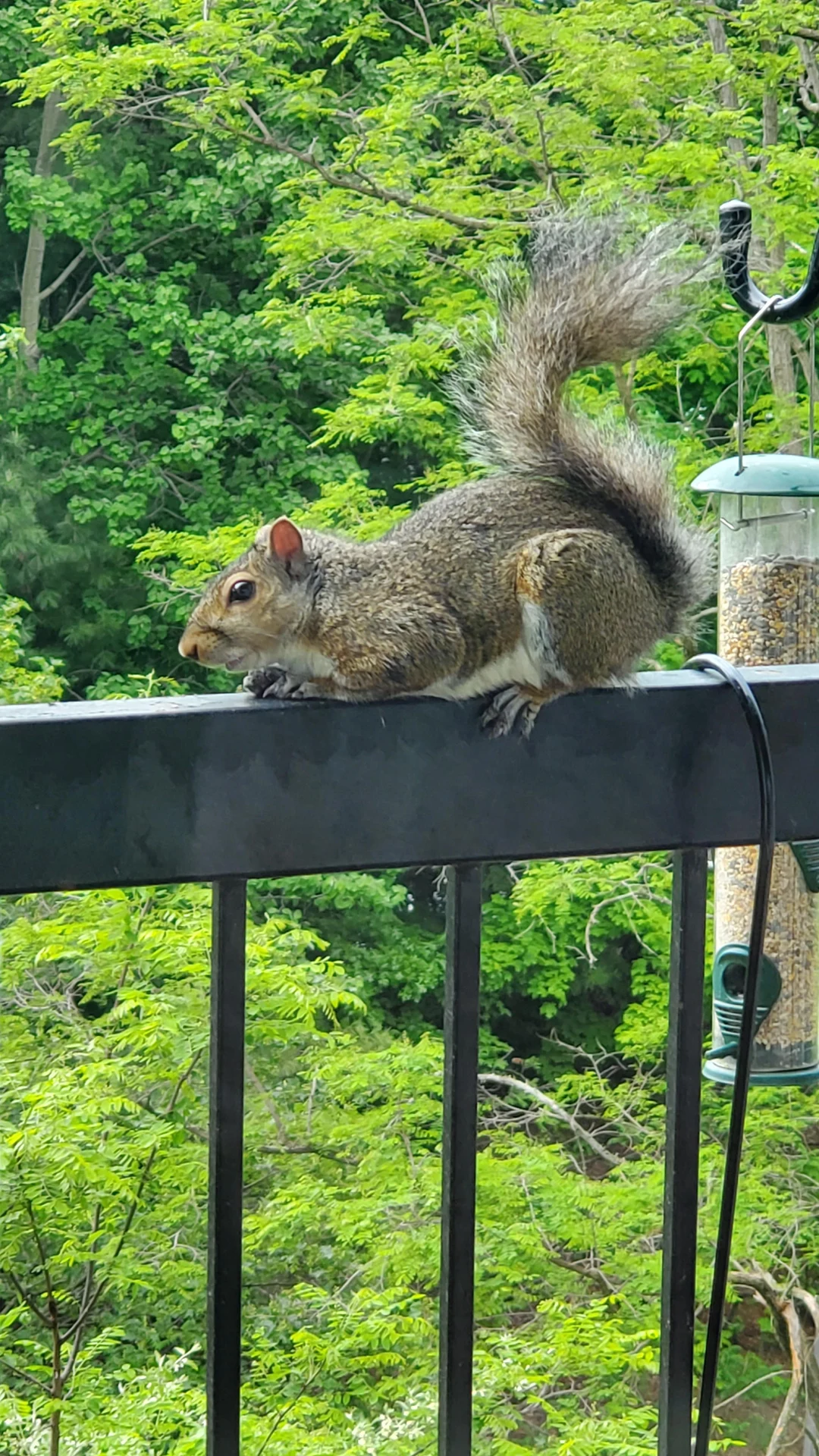 Cute squirrel posing | Scrolller