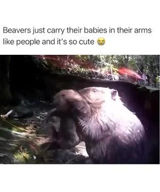 beavers carry babies | Scrolller
