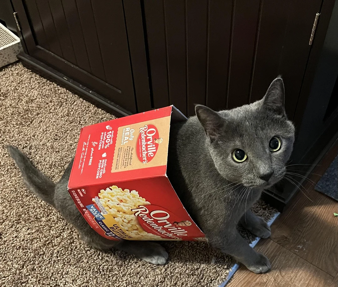 Tuff only recently discovered his enjoyment of boxes | Scrolller