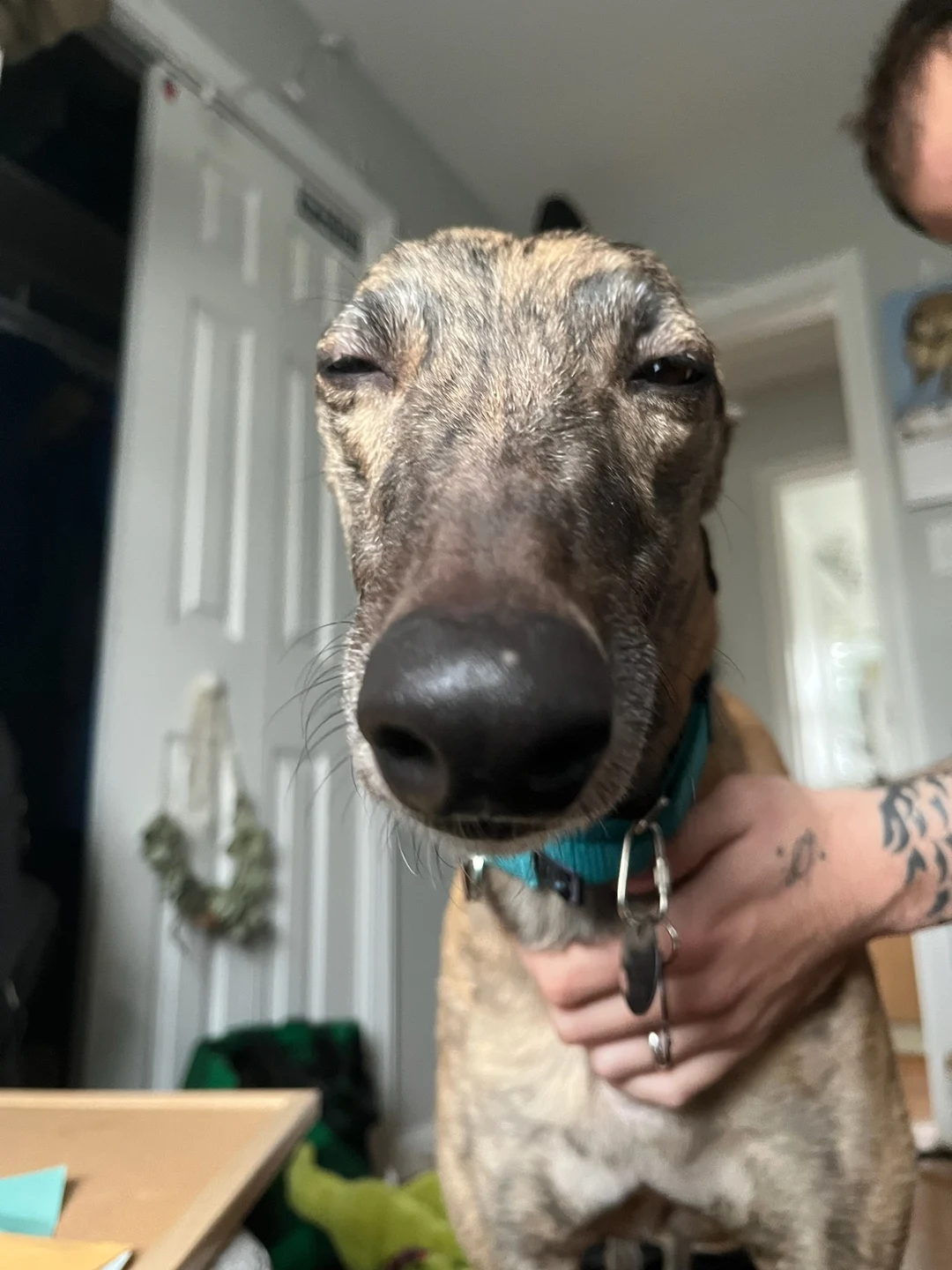 Our new hound Peanut is NOT very excited to greet you all | Scrolller