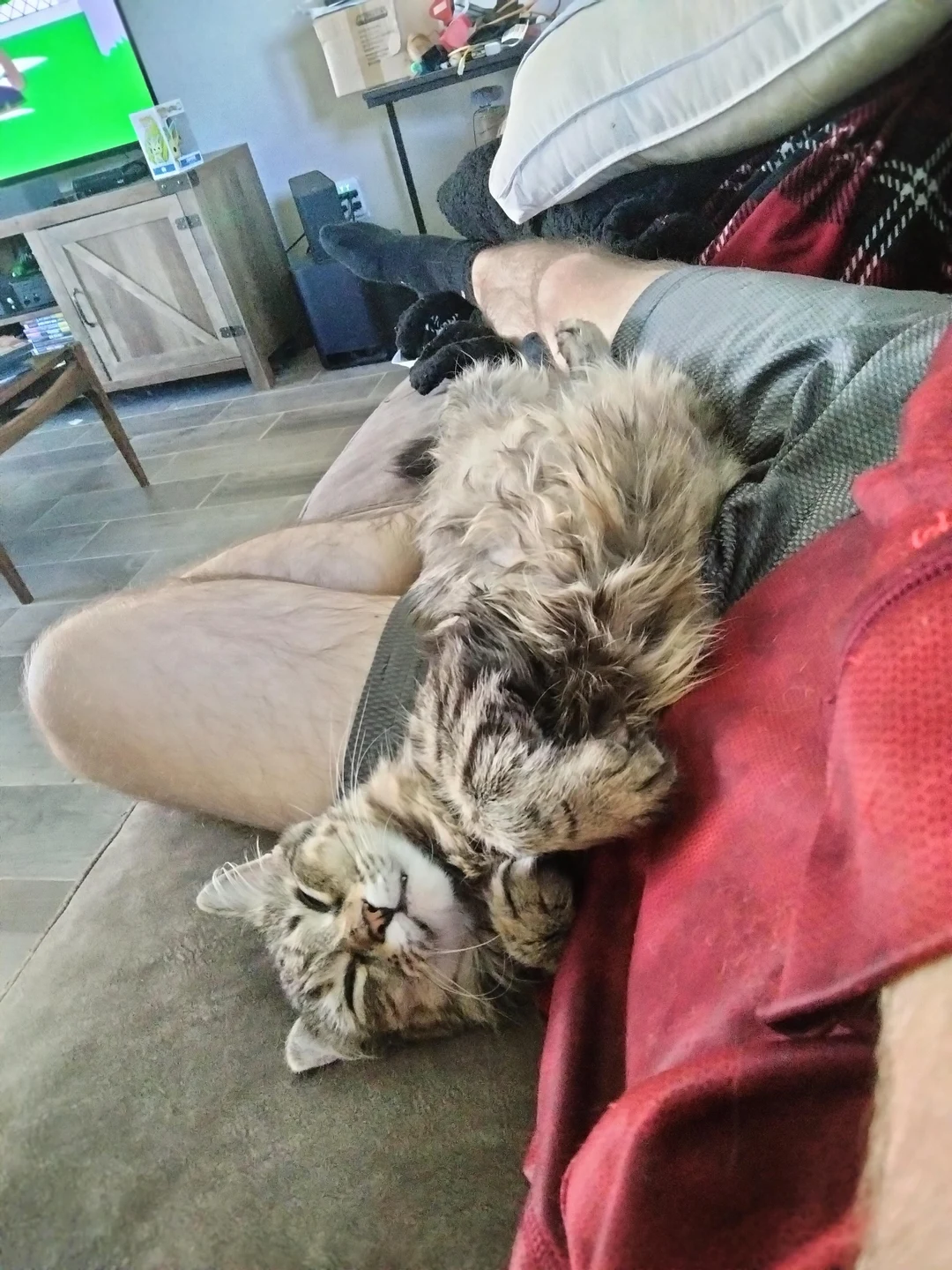 Floof belly | Scrolller