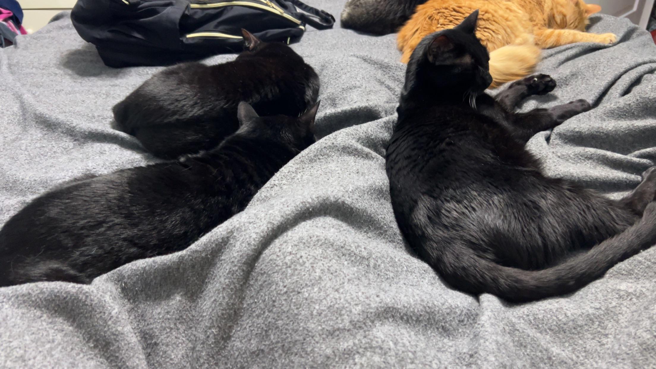 Triple void | Scrolller