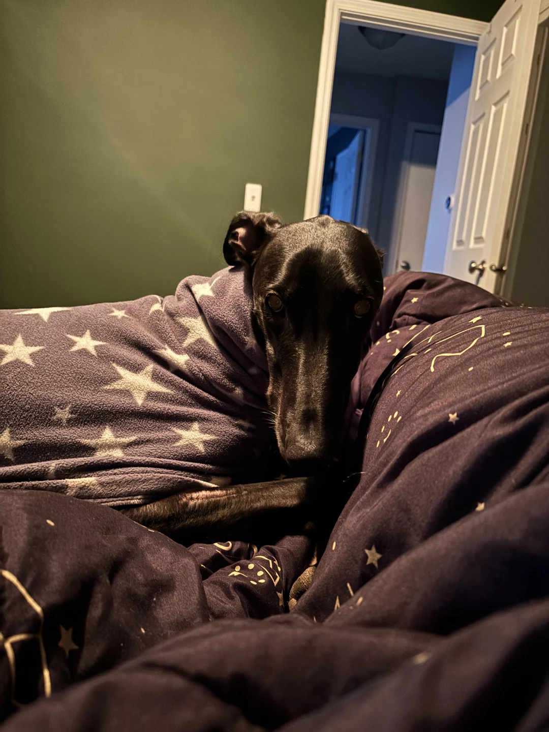 Shiny cozy noodle. | Scrolller