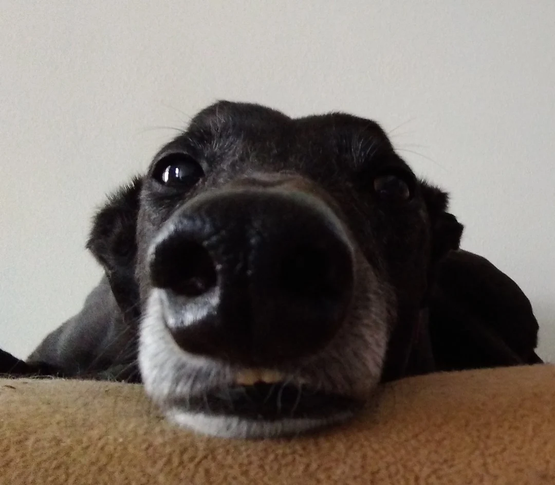 Enjoy Fizz's center snoot | Scrolller