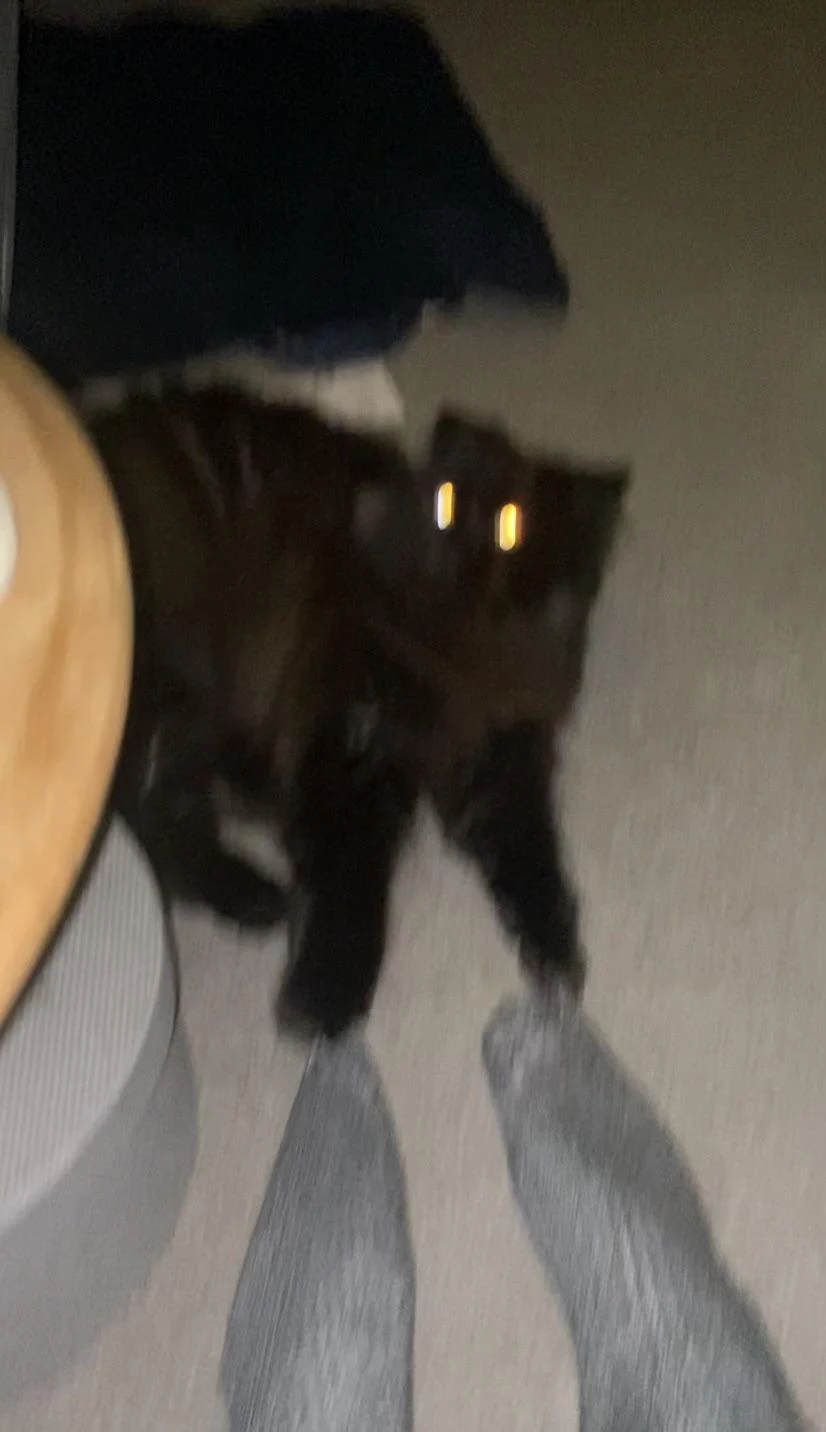 blurry picture of cat | Scrolller