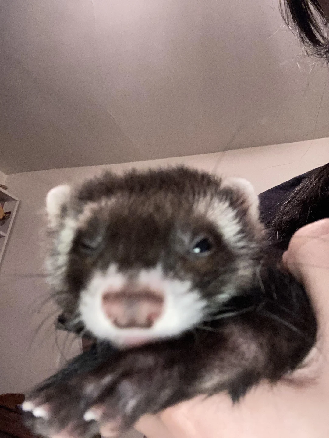 Discover more like Ferrets: Sleepy Demon and Related Content | Scrolller