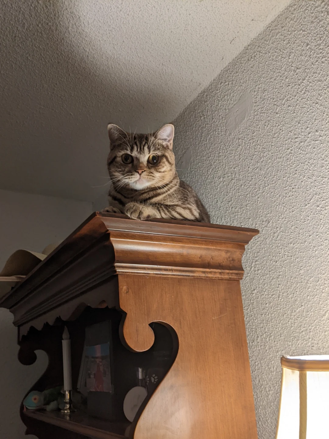 Sophie likes to creep on top of the hutch, the lamp below makes her look some crime fighting cat ...