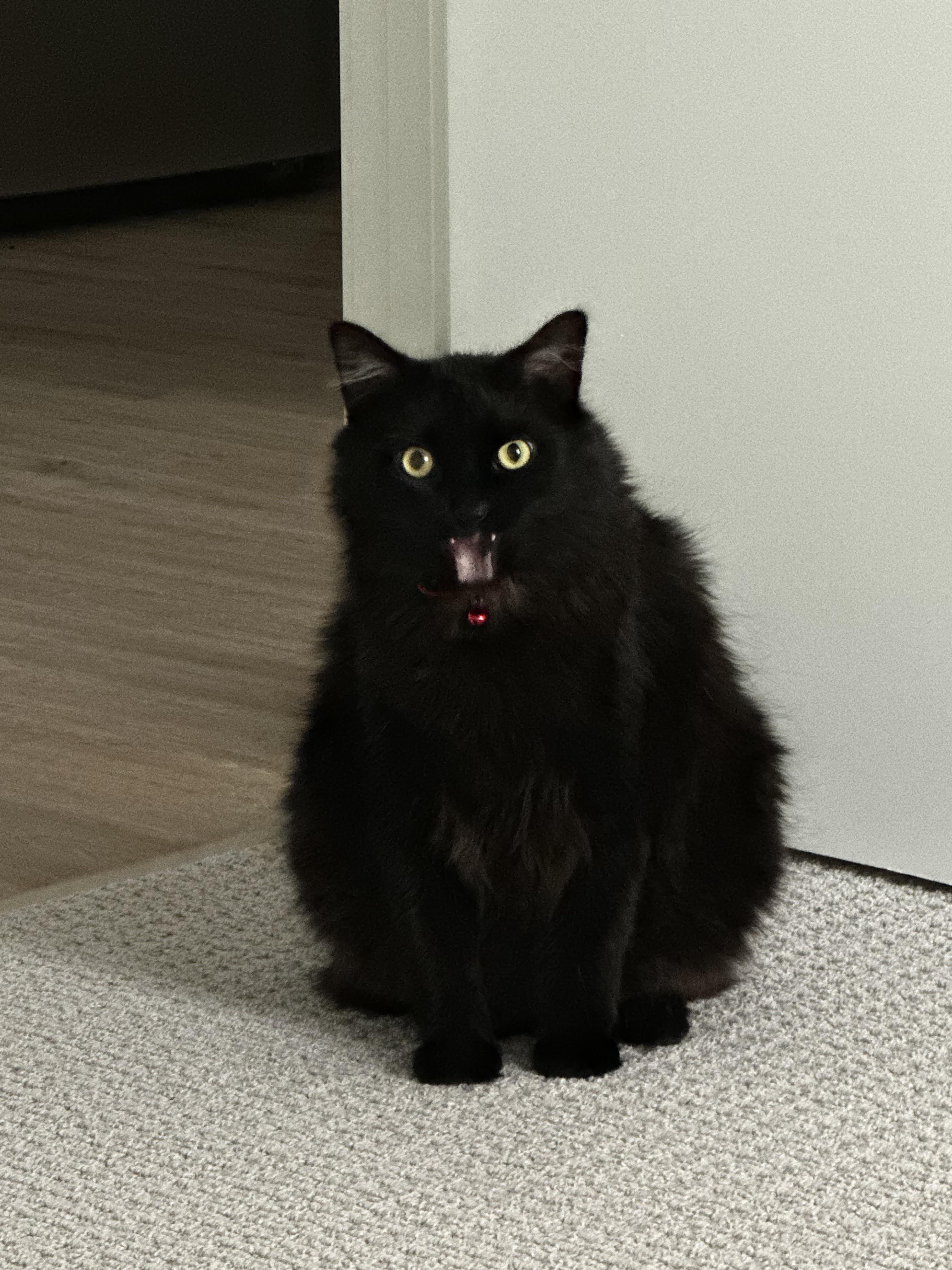 When the automatic feeder goes off | Scrolller