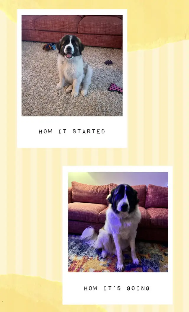 Inspired by another user’s post, miss Dixie then vs now (roughly a year apart) | Scrolller