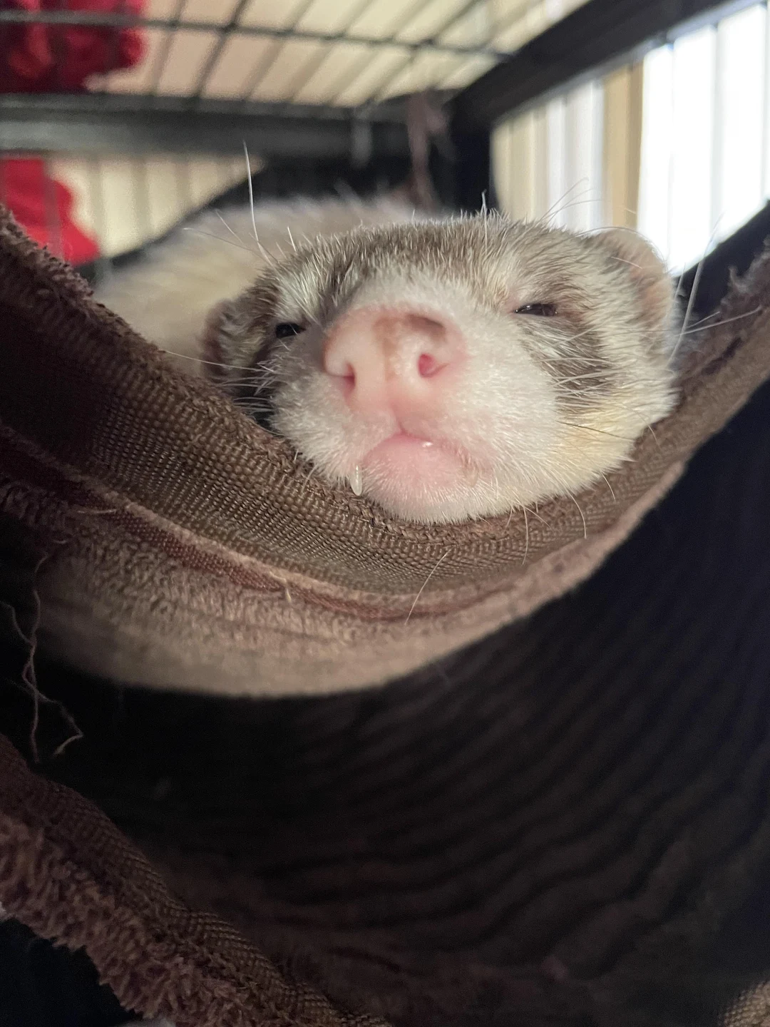 Discover more like Ferrets: Sleepy fangie from Titus and Related Content | Scrolller