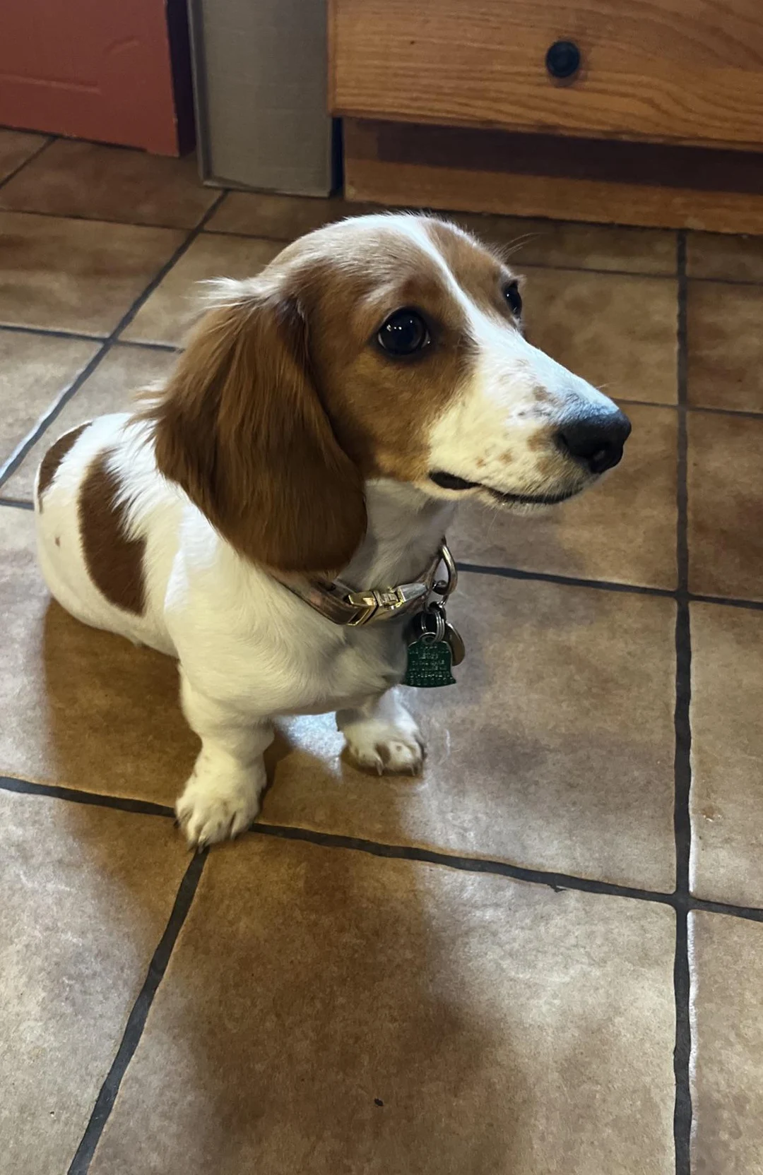 Daisy Scrolller