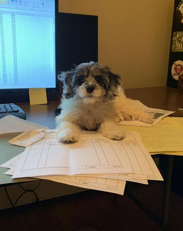 Puppy girl helping out with some paperwork | Scrolller