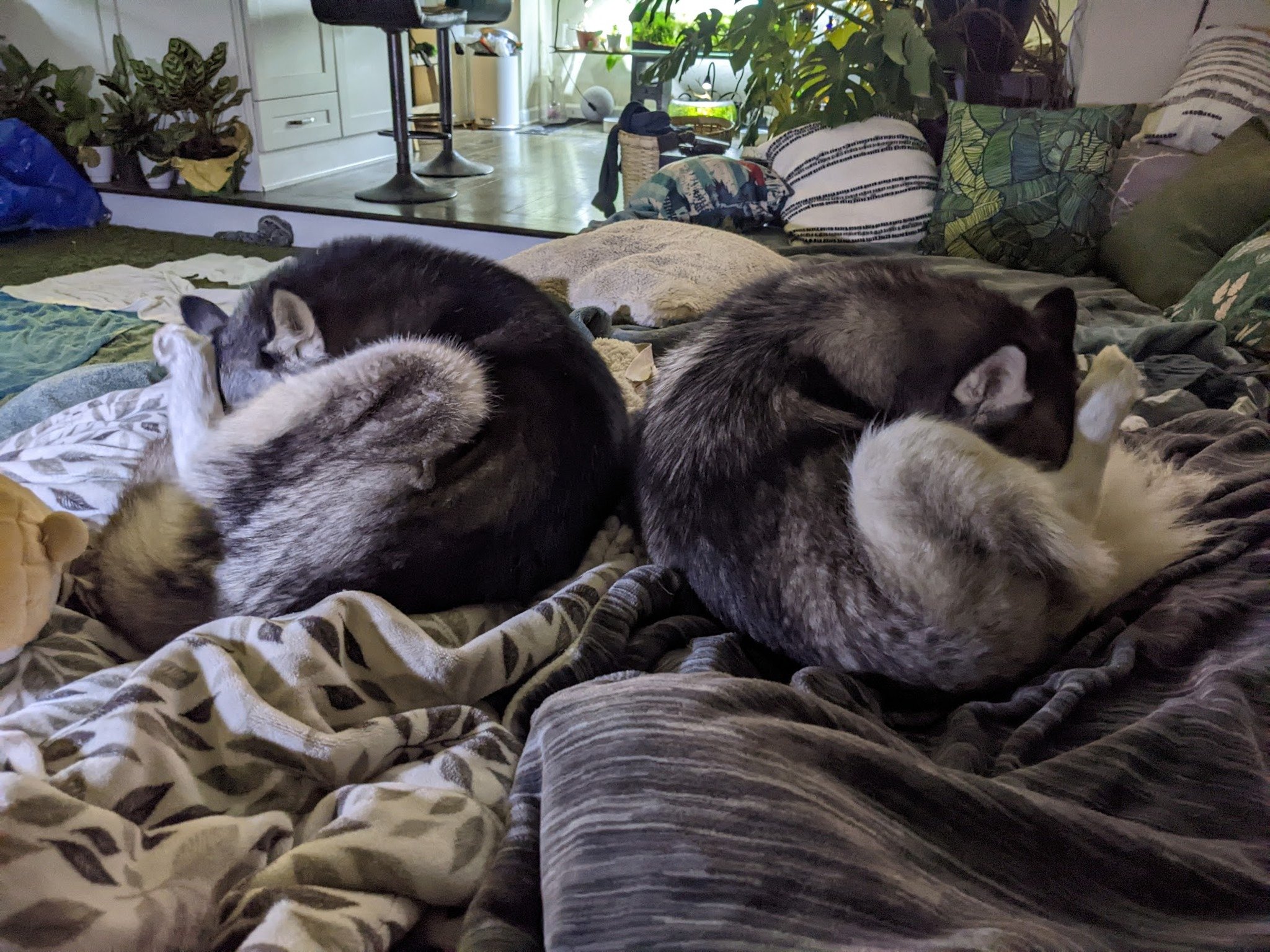 Synchronized Butt Licking | Scrolller