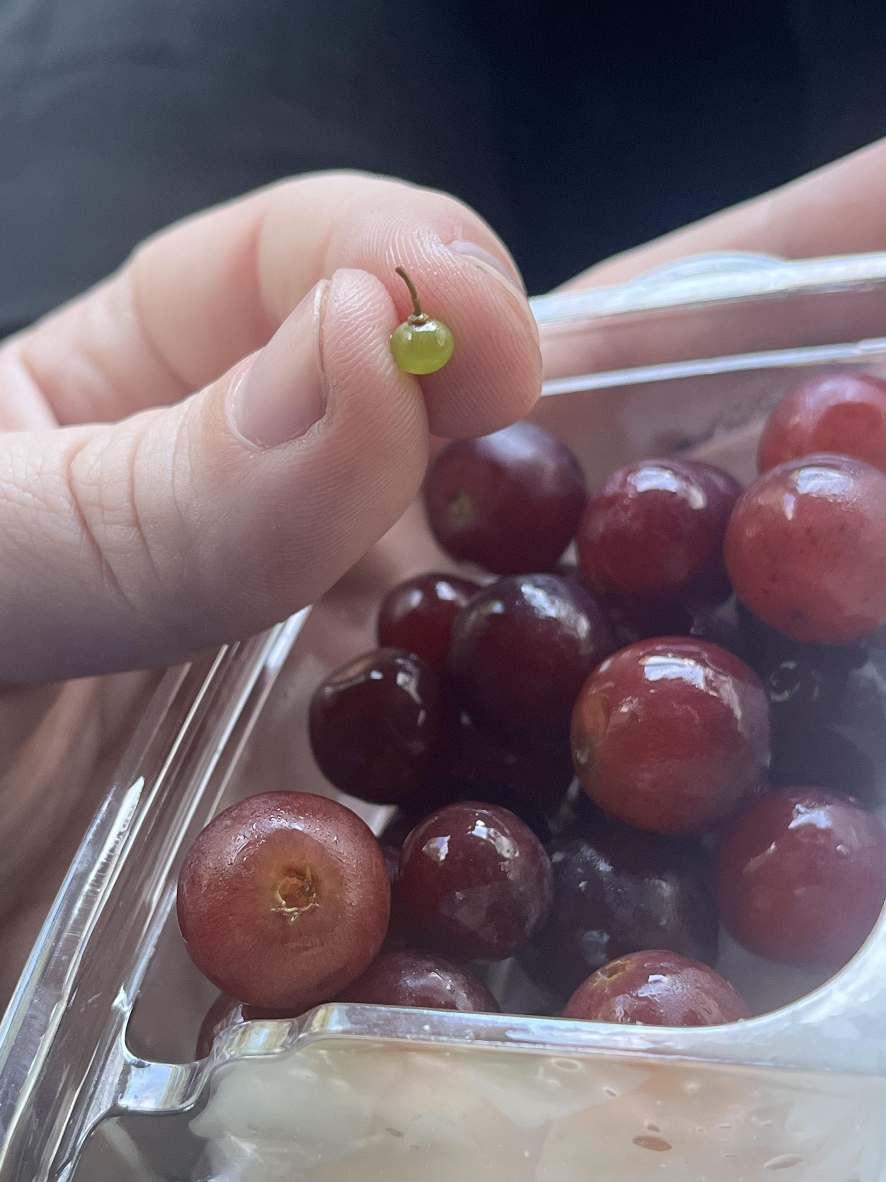 [OC] I got a very tiny grape in my regular sized grapes | Scrolller