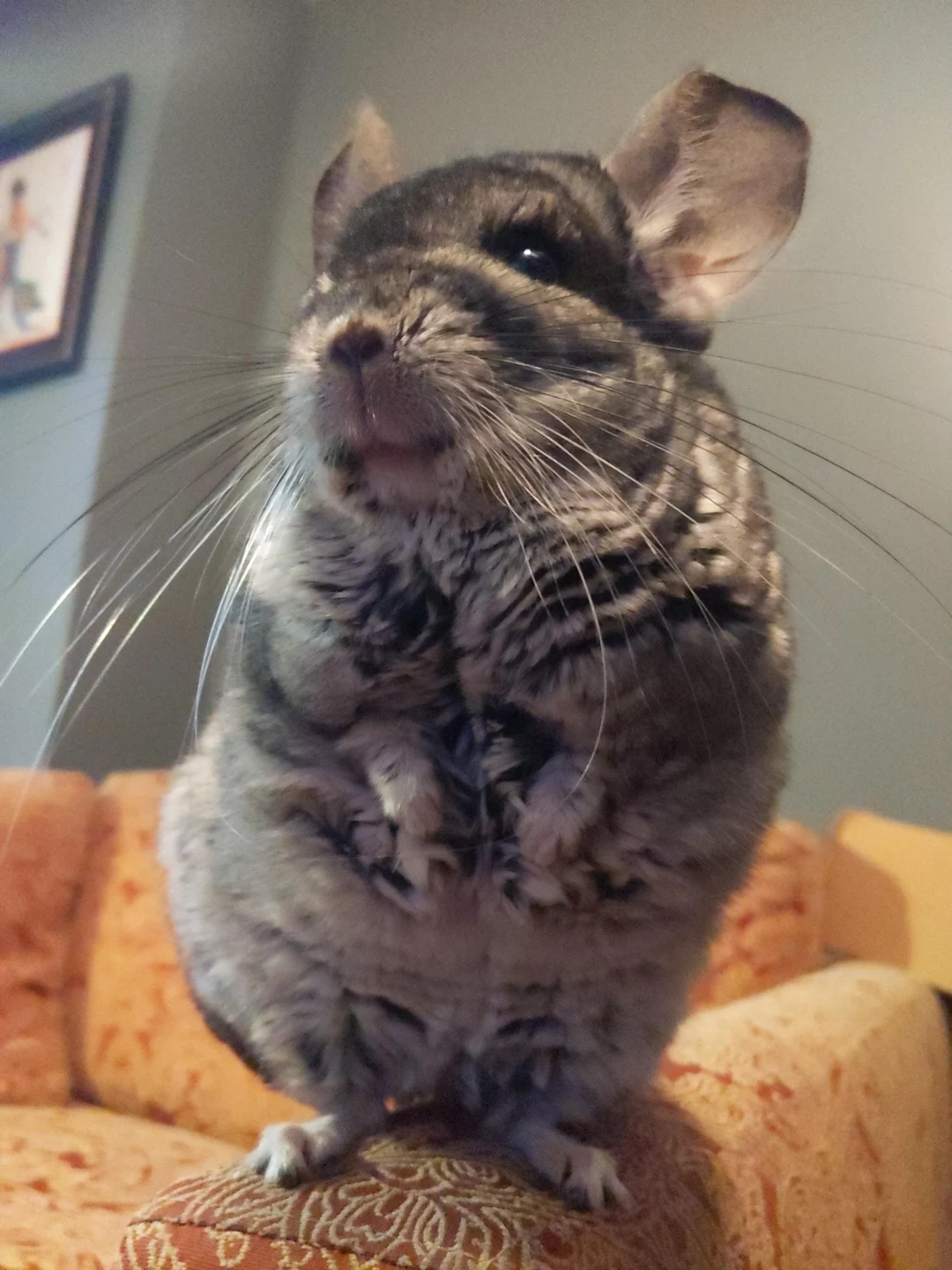 my triumphant little climber | Scrolller