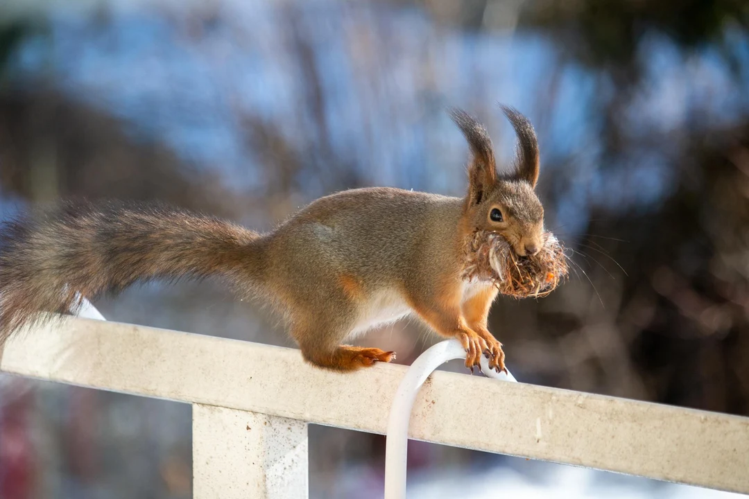 Bro's making a nest | Scrolller