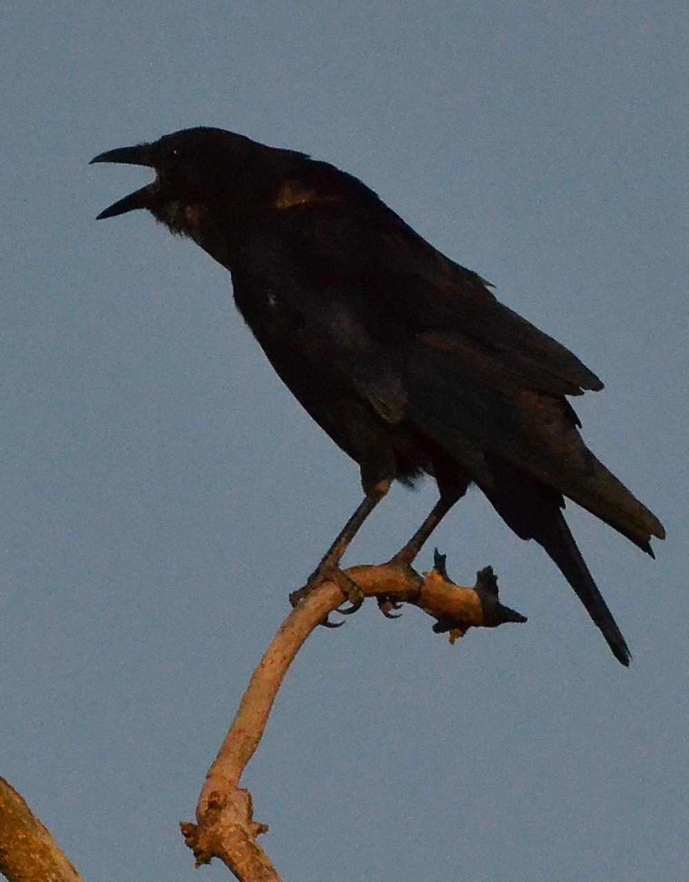 Raven Scrolller