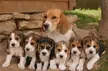 A Cute Mother Beagle Hound And Her Pups 🐶 🤎🤍🖤💚 | Scrolller