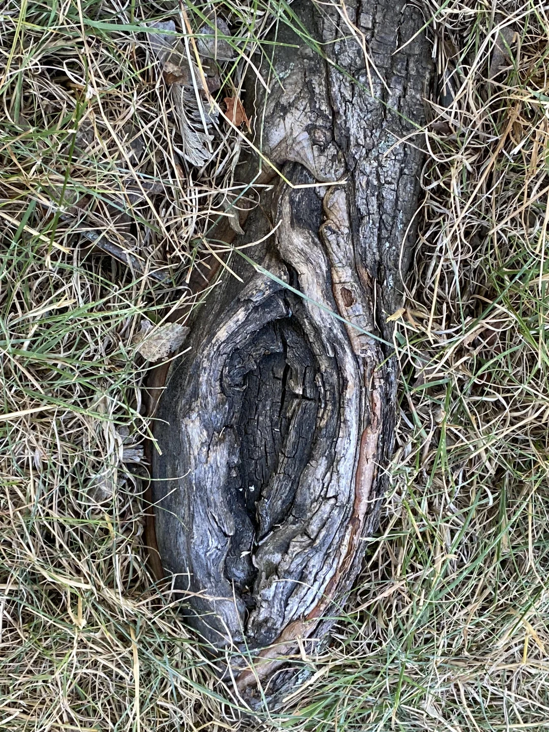 The root of all pleasure? | Scrolller