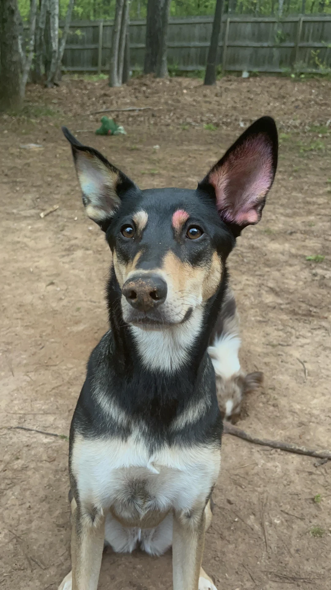 my little dirt inspectors lol | Scrolller