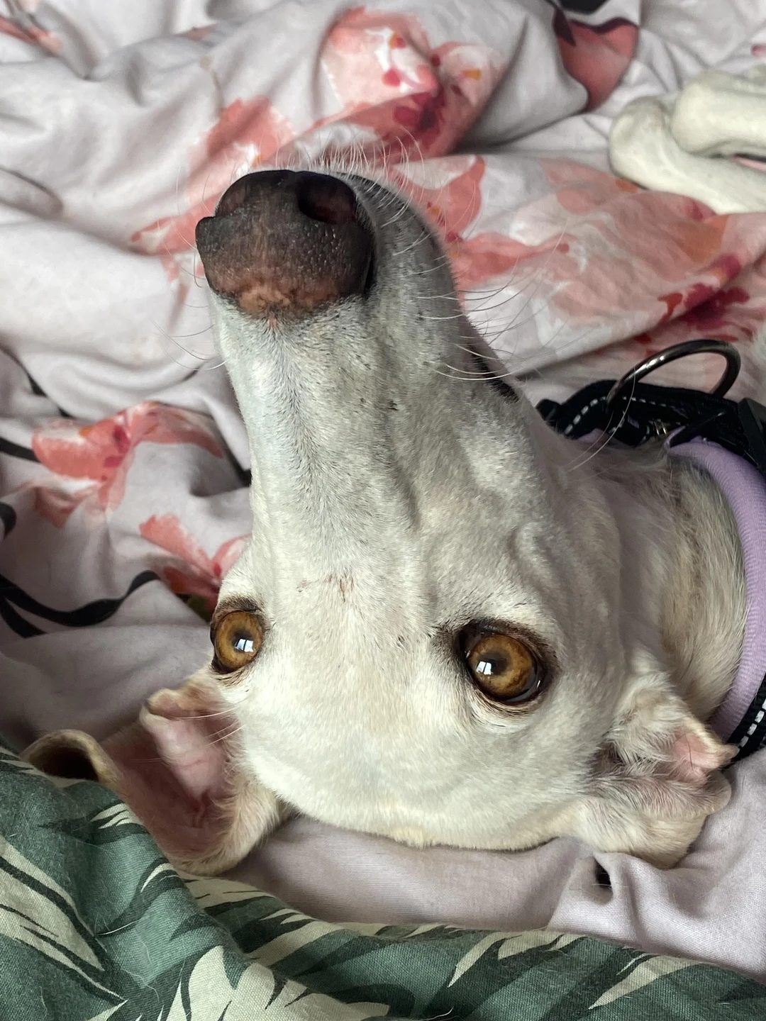 Mishka update! | Scrolller