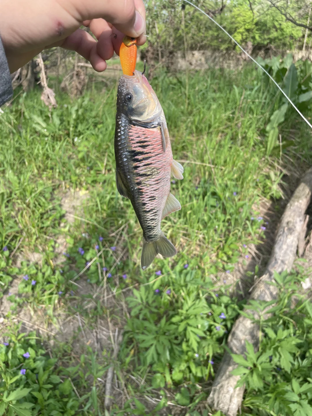 Fish ID? | Scrolller