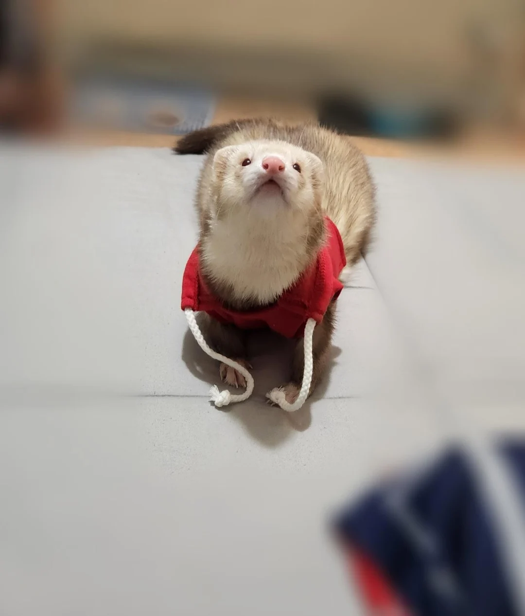 This little weasel is winter ready. :> | Scrolller