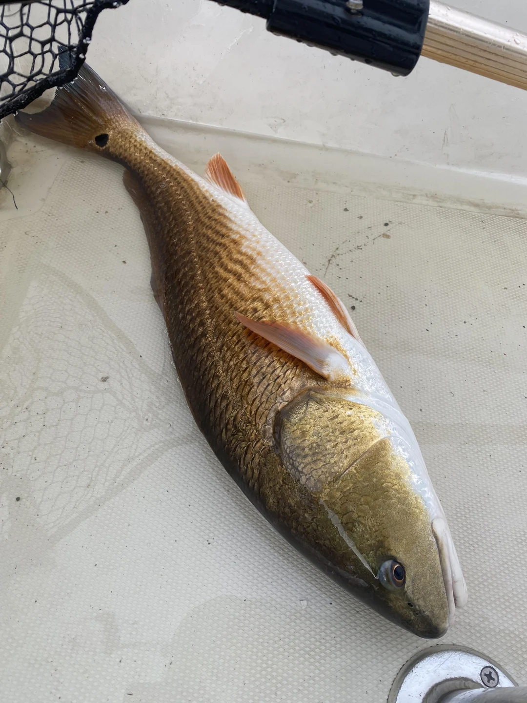 First ever redfish. Know it’s not a bruiser, but really love the coloring & tail spot. Fought ...