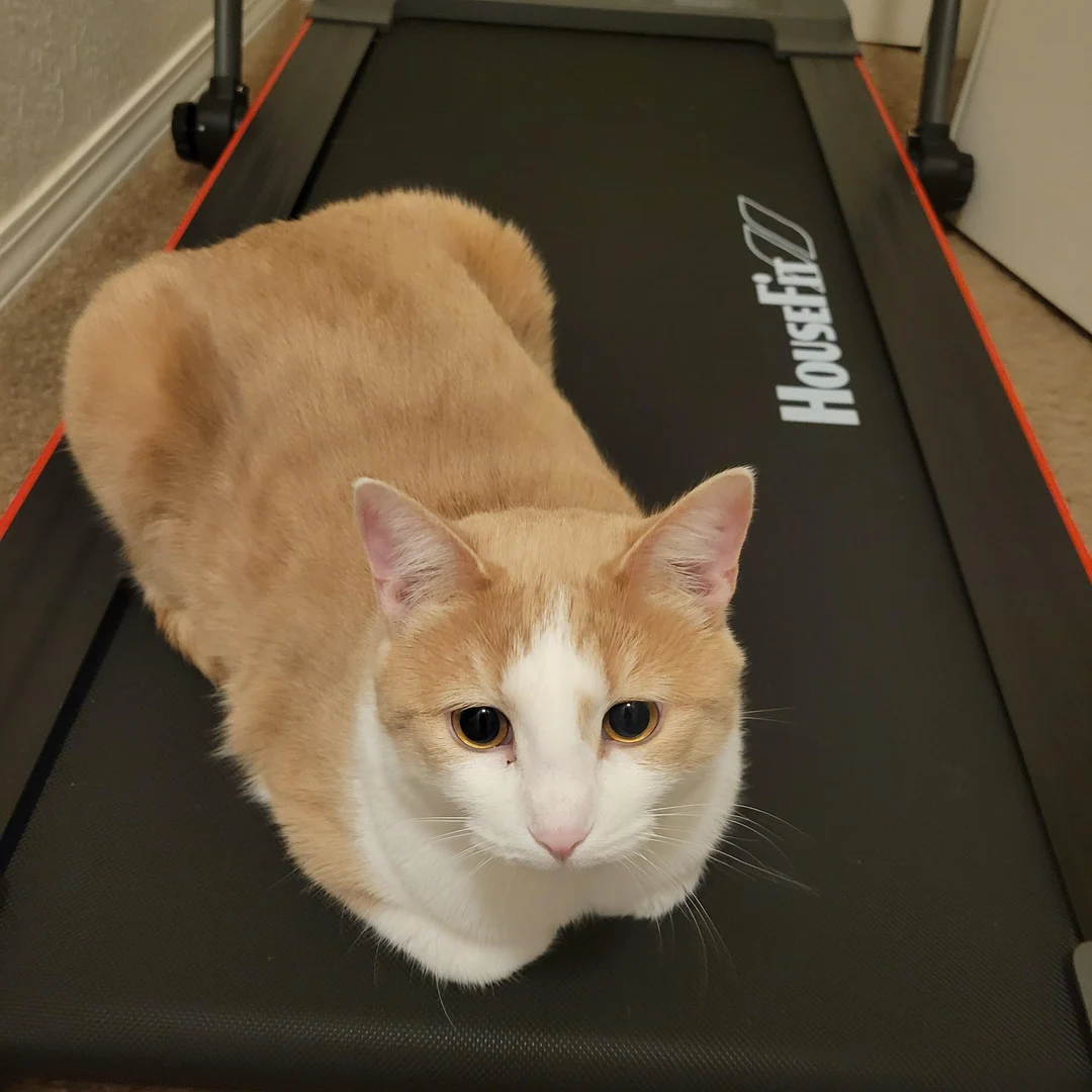 Treadmill loaf | Scrolller