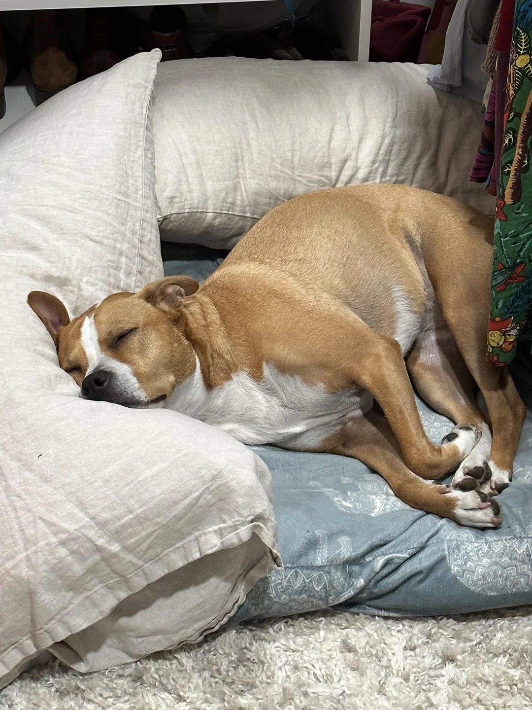 Ever been this comfy? | Scrolller