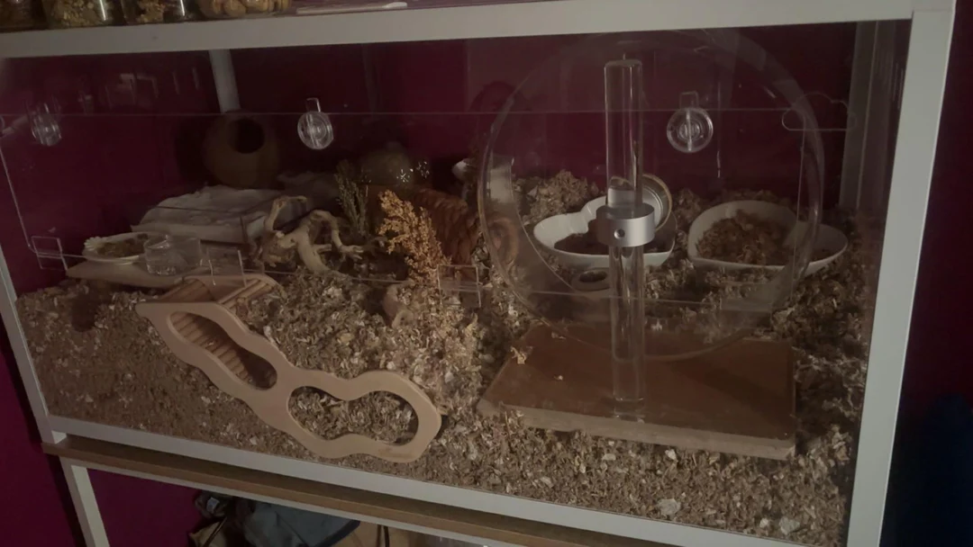 My Syrians enclosure | Scrolller