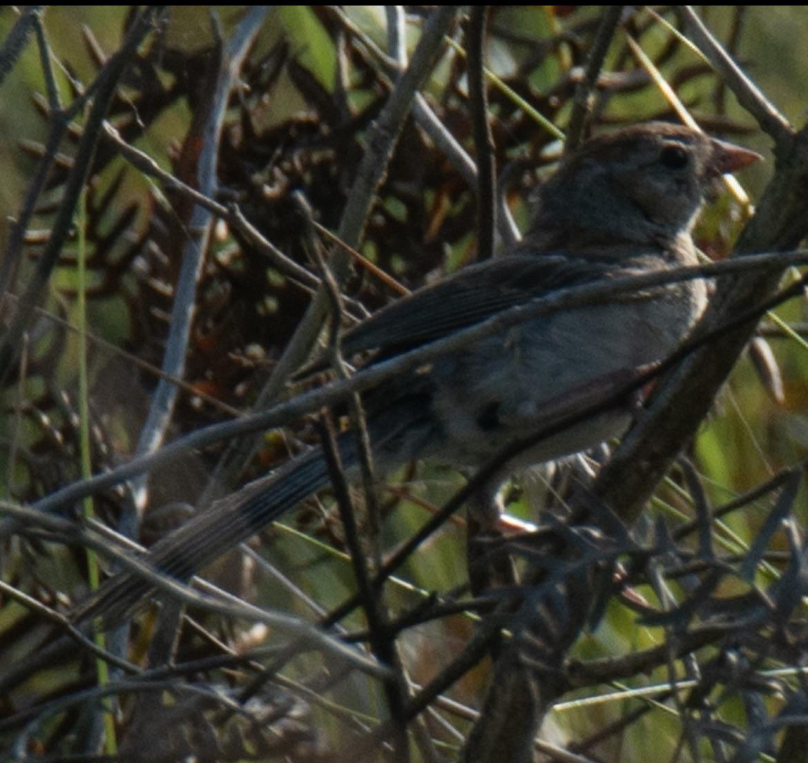 What’s this sparrow? | Scrolller