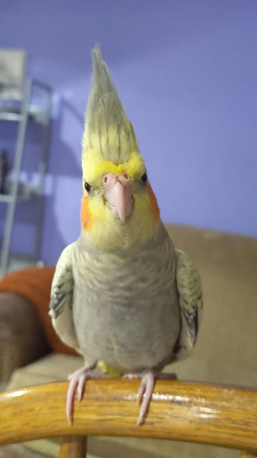 The judge | Scrolller