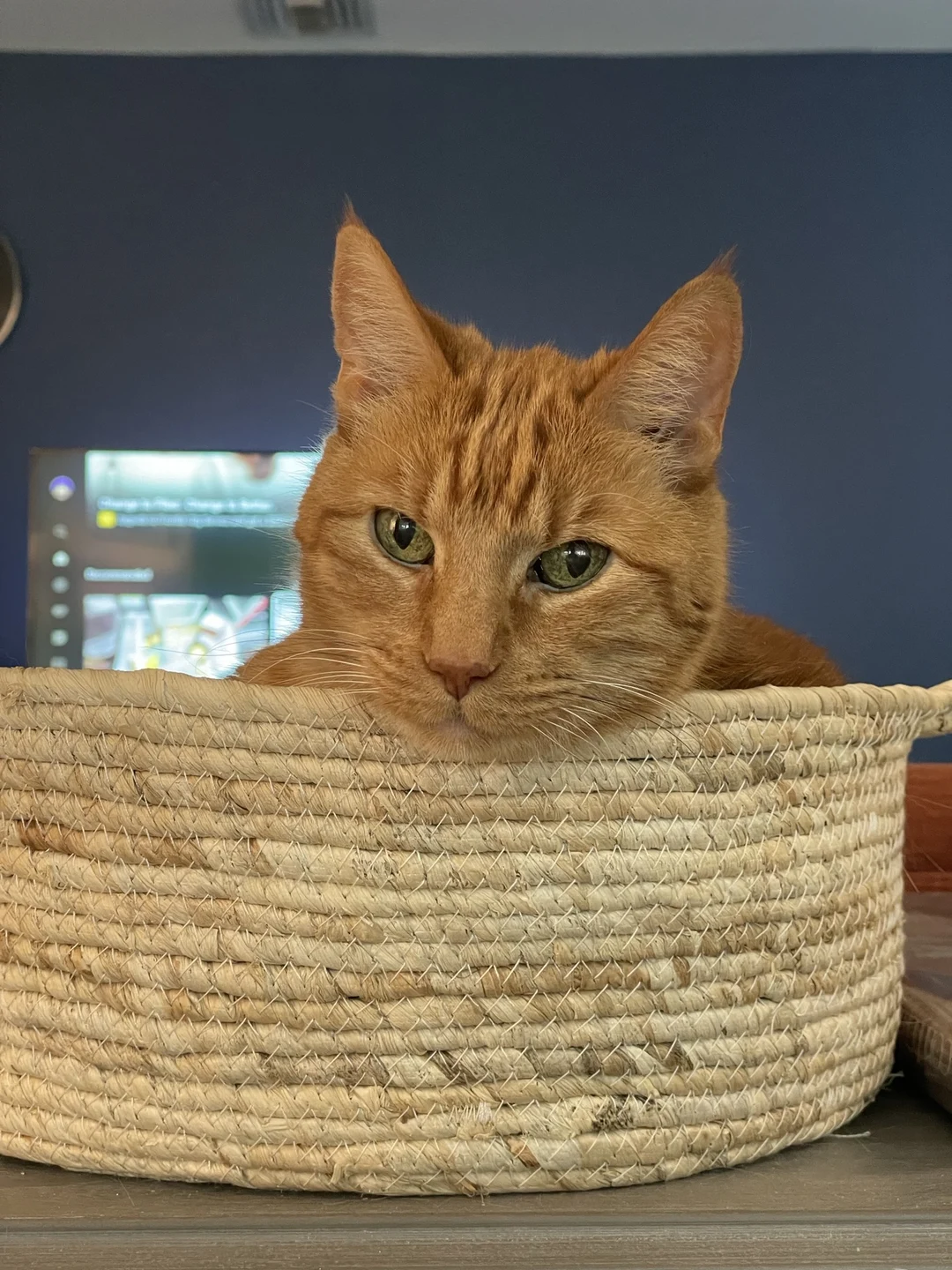 Pumpkin adores her humans, and also this basket | Scrolller