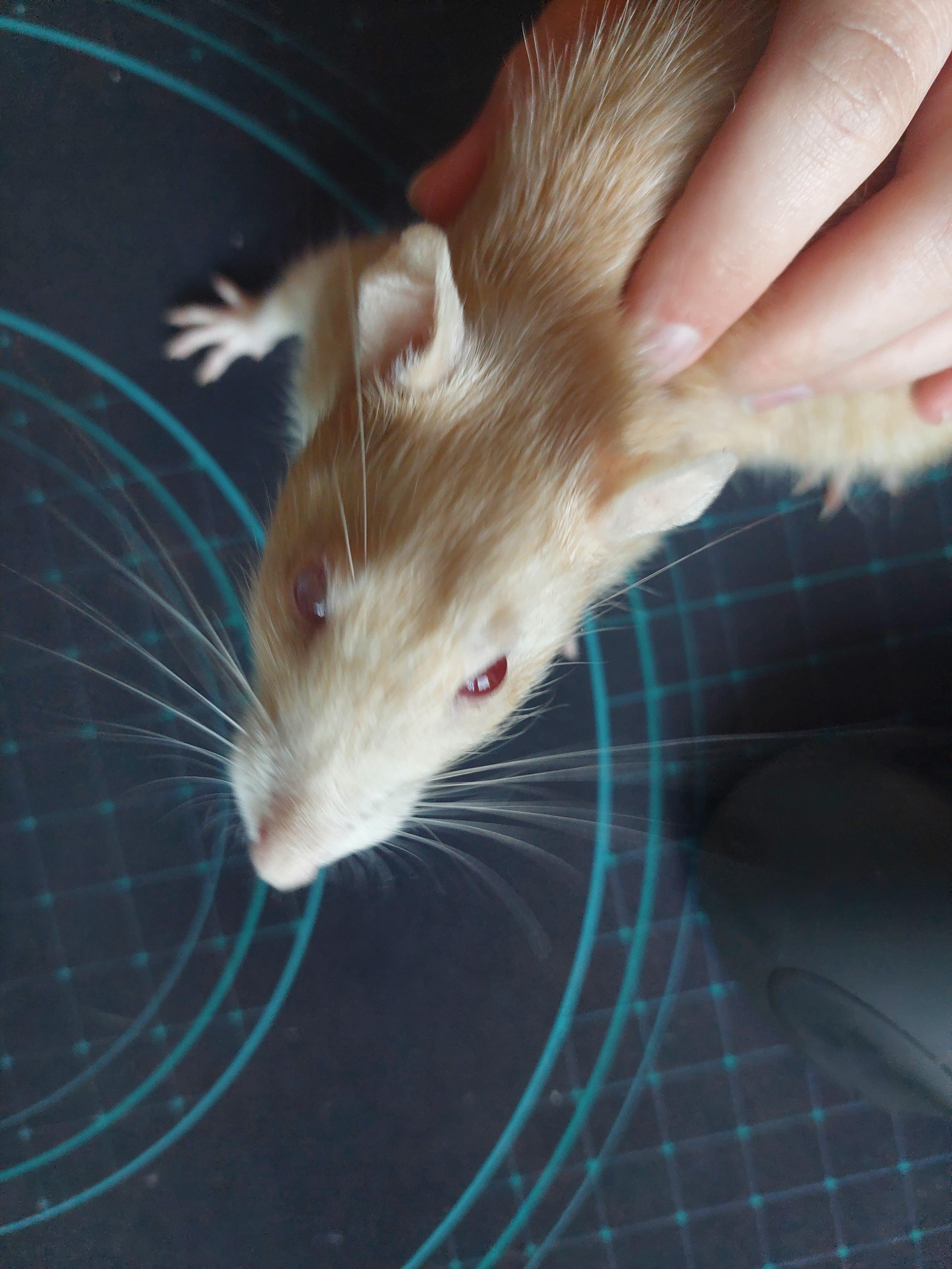 My rats eye turned white | Scrolller