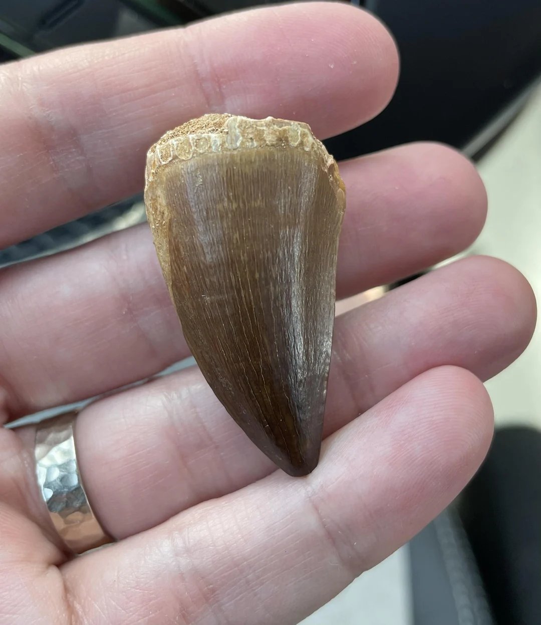 I bought a mosasaur tooth today. Nothing special but I think it's neat | Scrolller