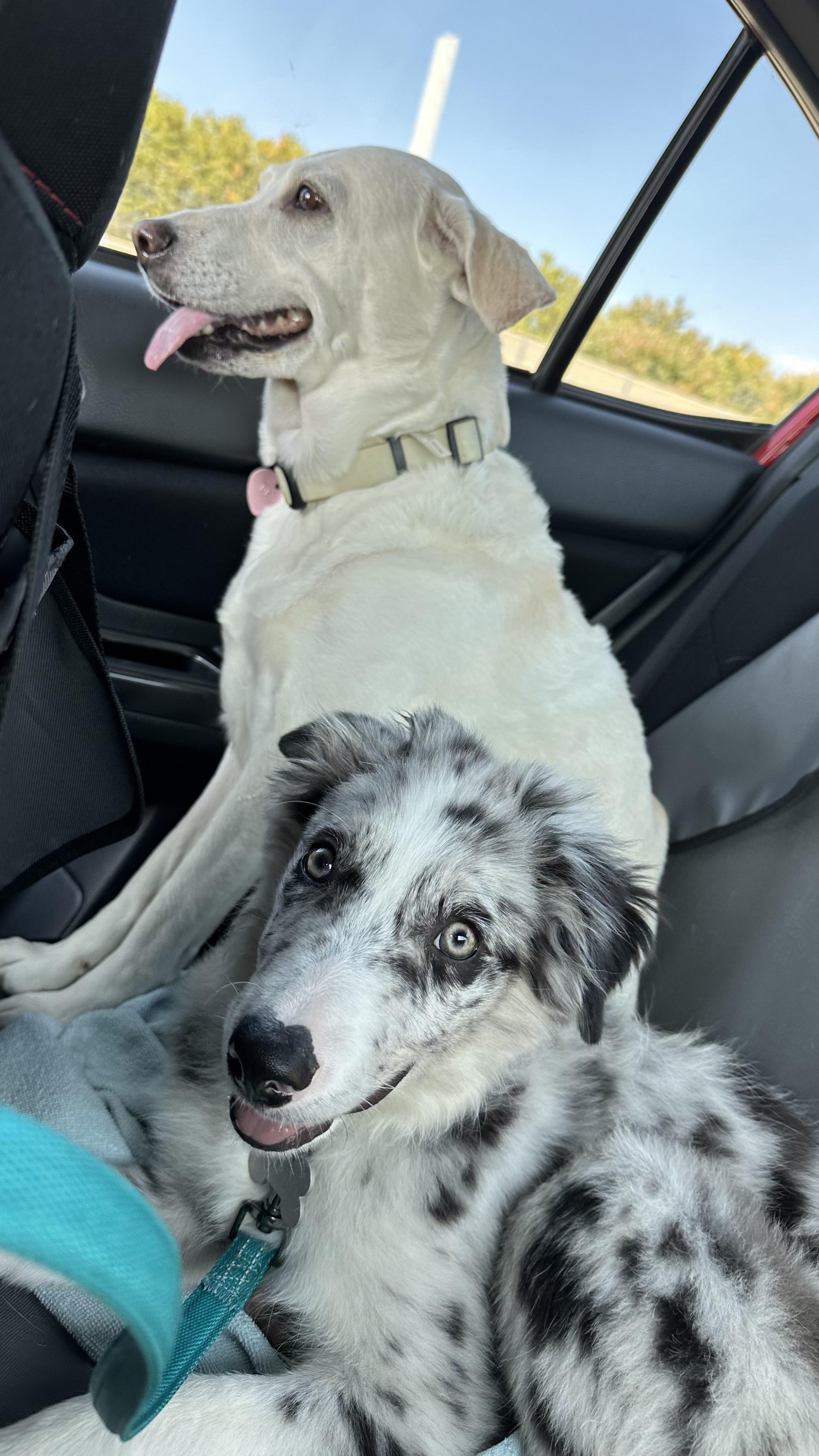 Tips on potty training? | Scrolller