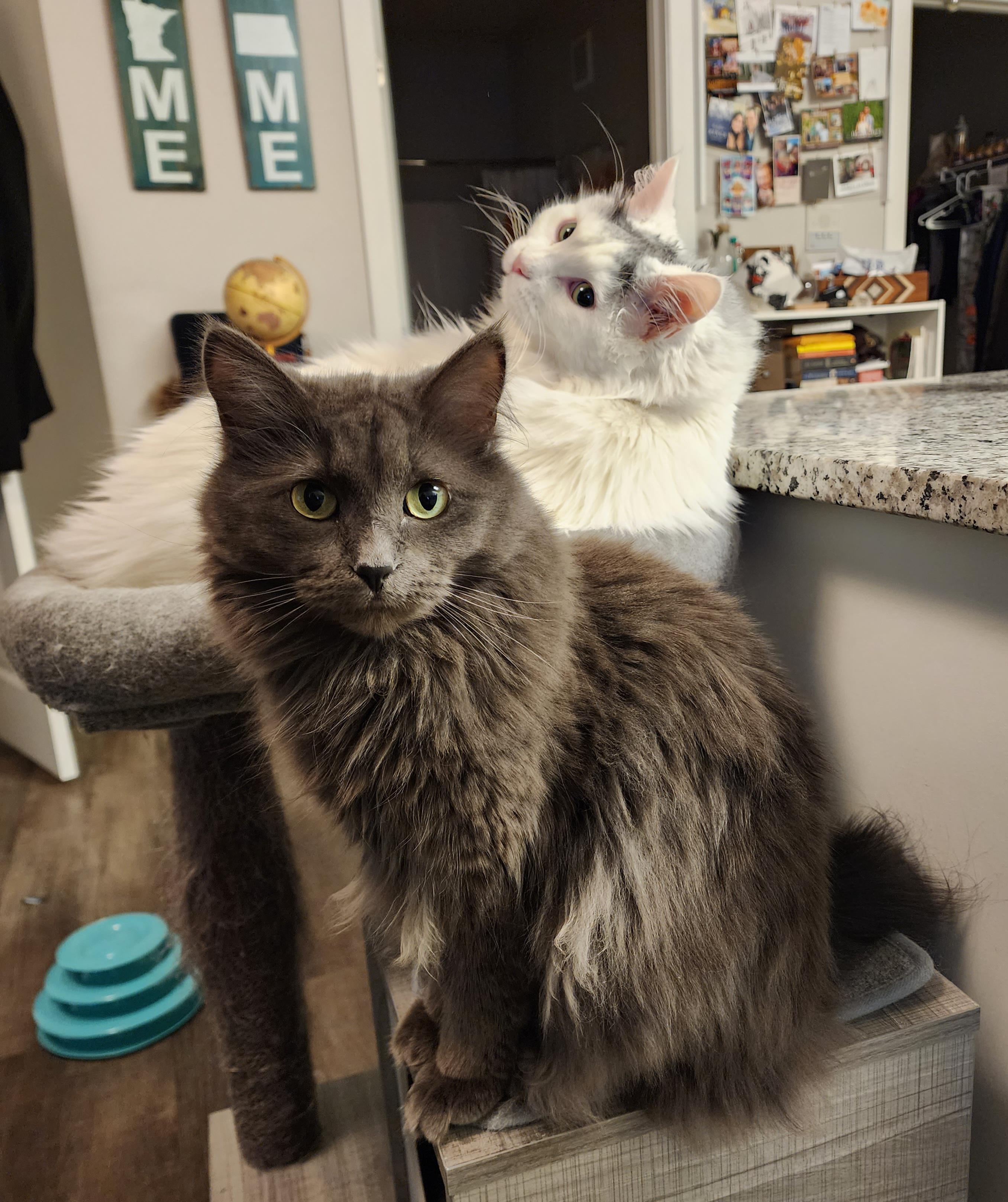 [OC] such babes 🦭🐺 | Scrolller