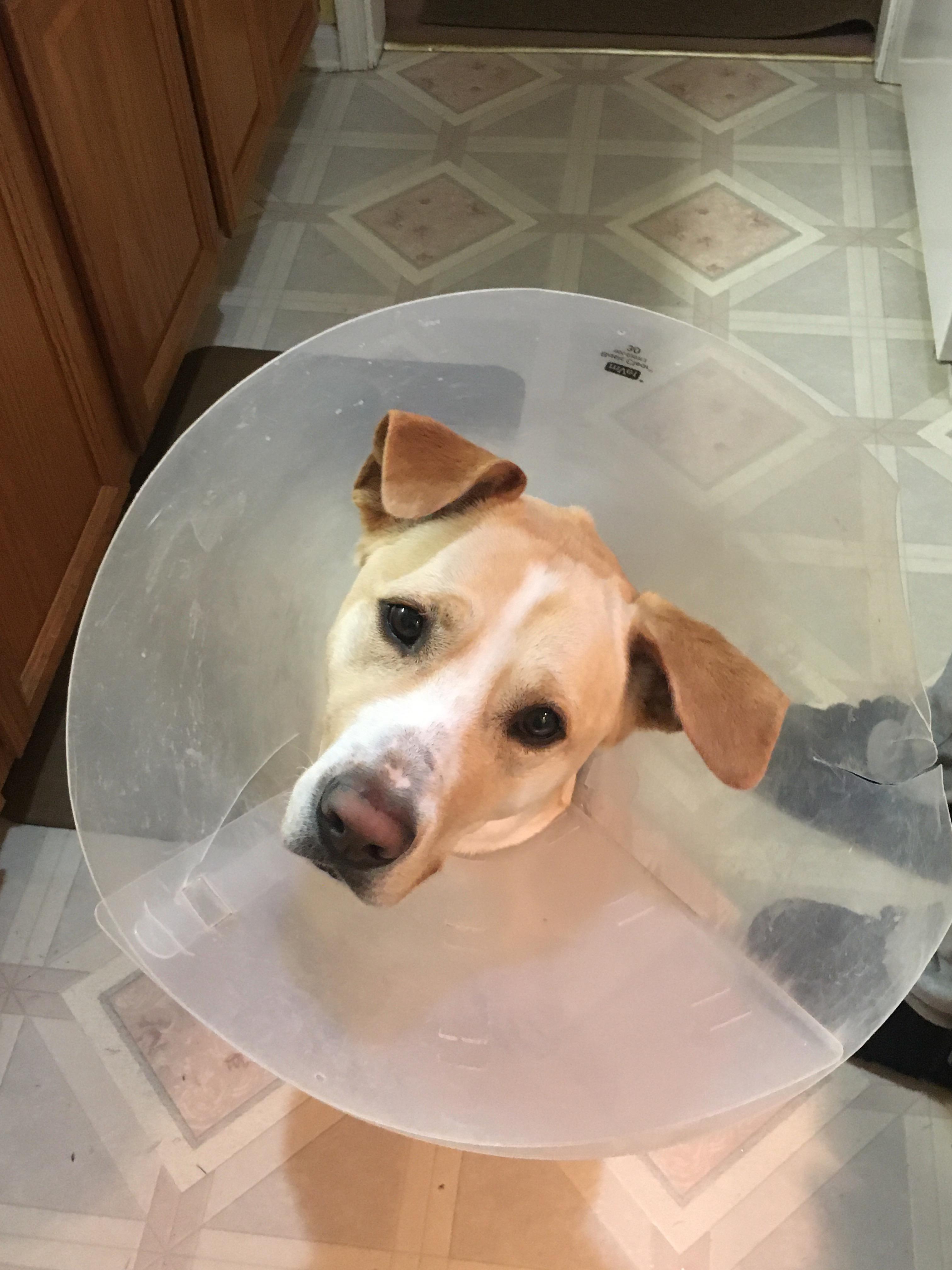 [OC] The Cone of Shame | Scrolller